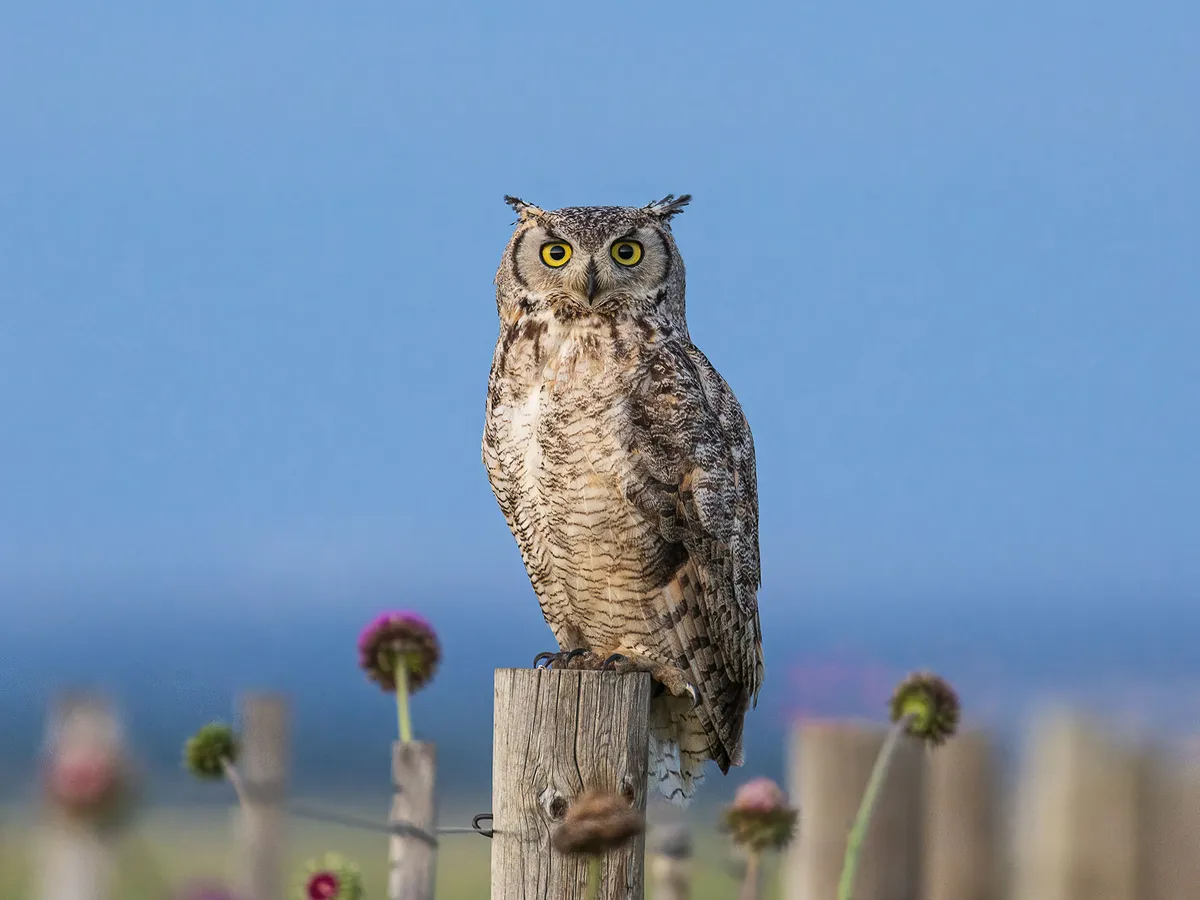 Juvenile Great Horned Owls Identification Guide With Birdfact