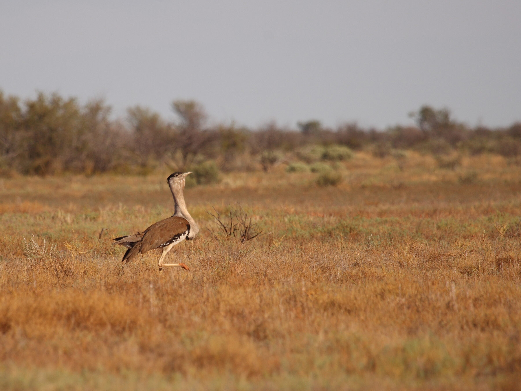 Australian Bustard Bird Facts (Ardeotis australis) | Birdfact