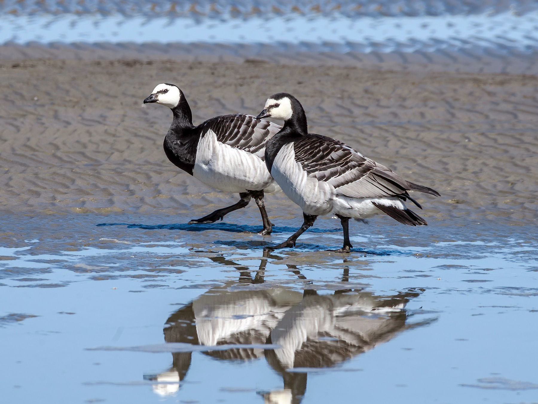 Geese in the UK (Identification Guide with Pictures) | Birdfact