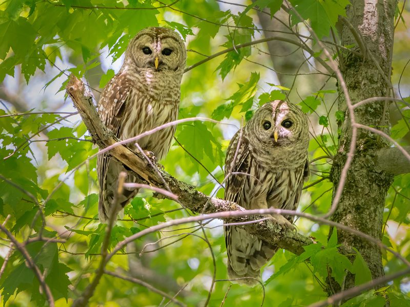 How Big Are Barred Owls Wingspan Size Birdfact