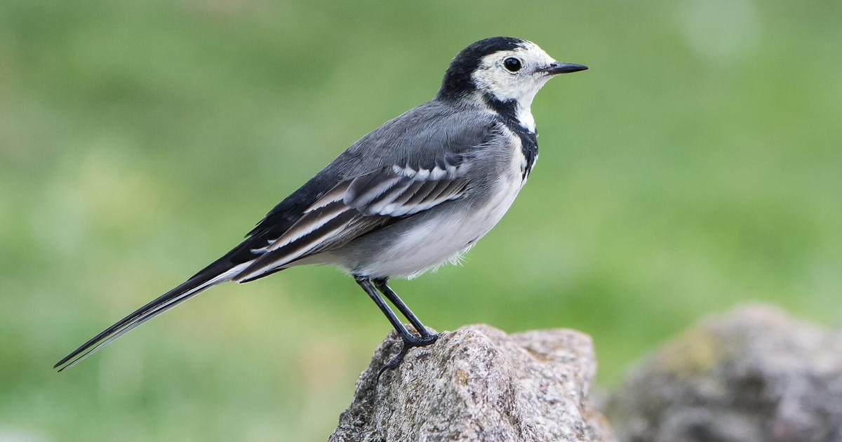Black And White Birds In The UK Identification Guide Birdfact black-and-white-birds-in-the-uk-identification-guide-birdfact