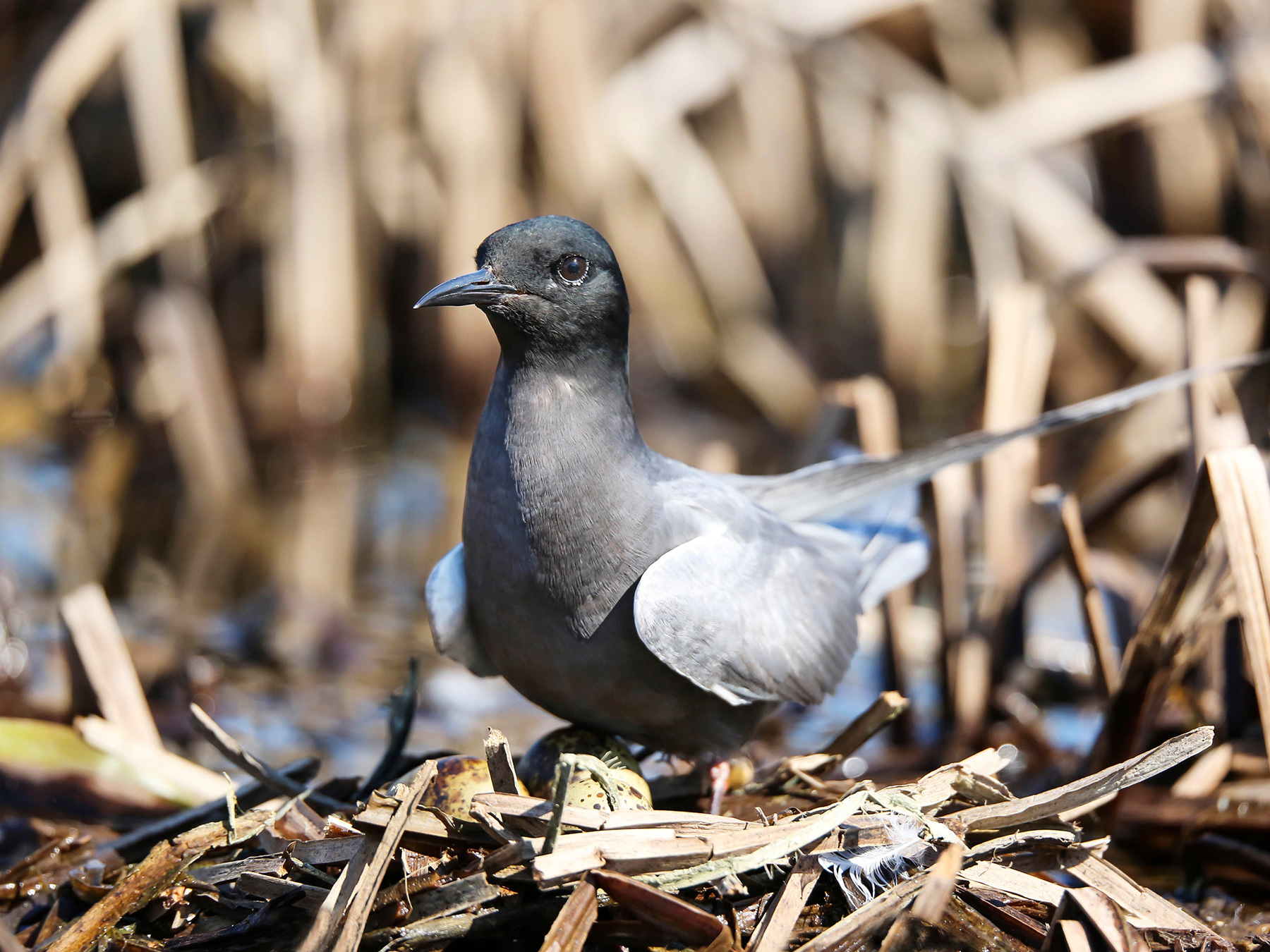 Black Tern Bird Facts (Chlidonias niger) | Birdfact