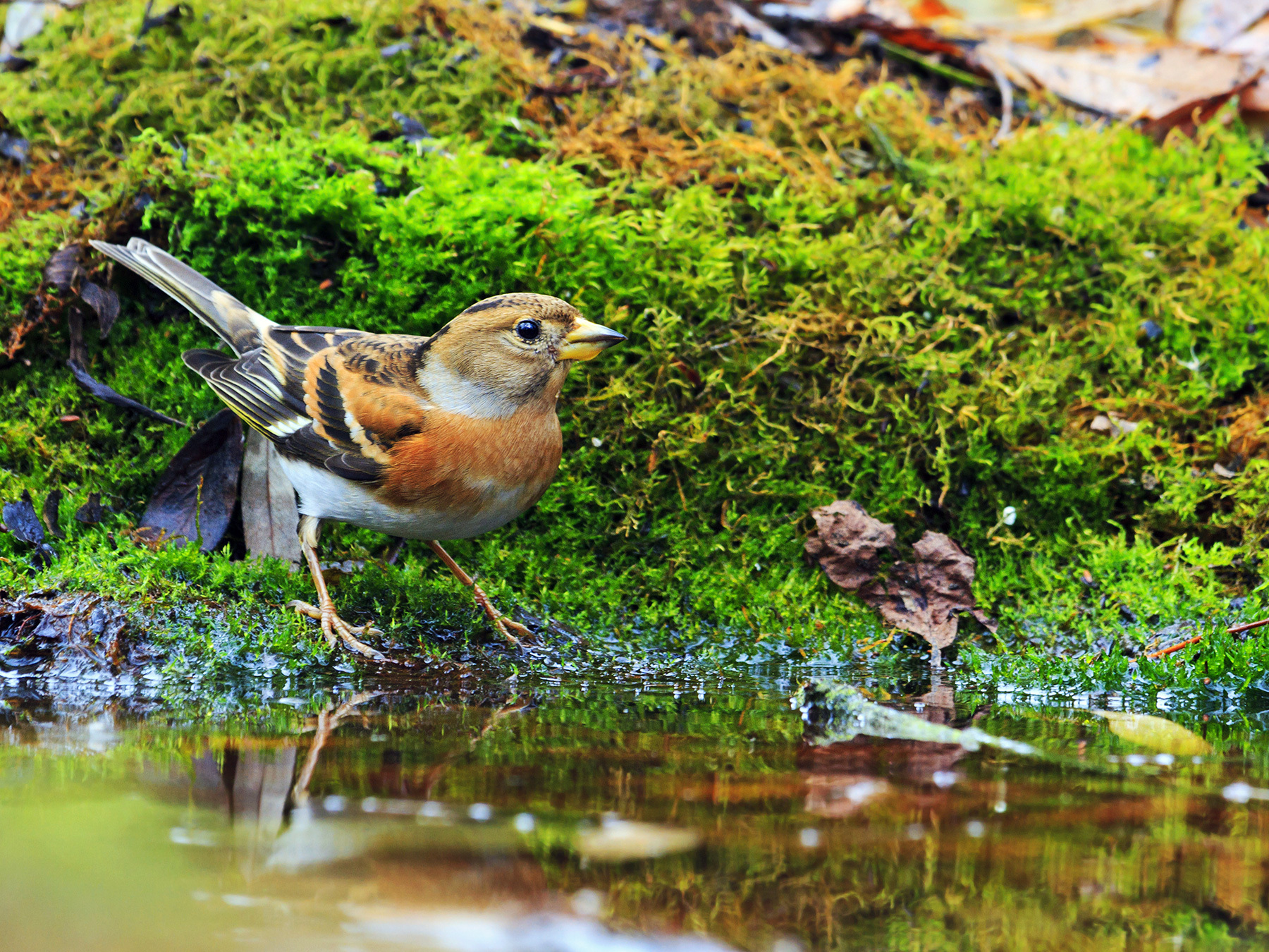 Brambling Bird Facts (Fringilla montifringilla) | Birdfact