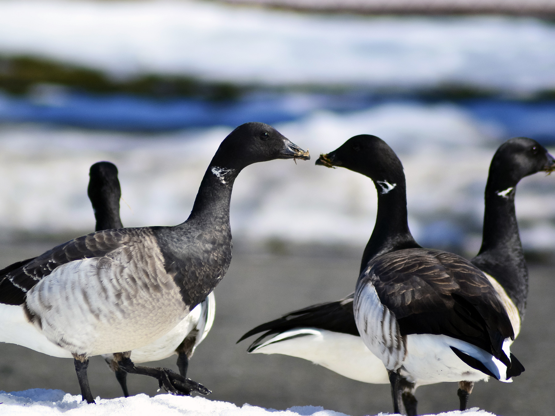Brent Goose Bird Facts (Branta bernicla) | Birdfact