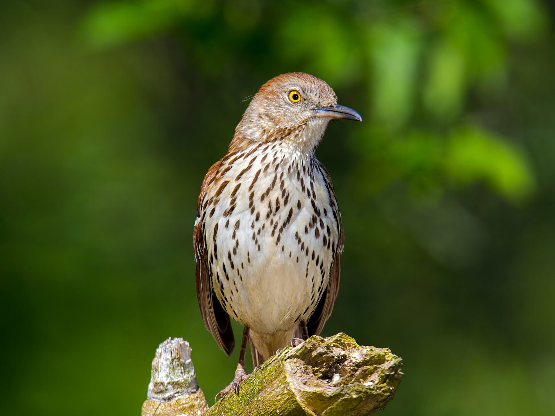 Georgia State Bird And Flower