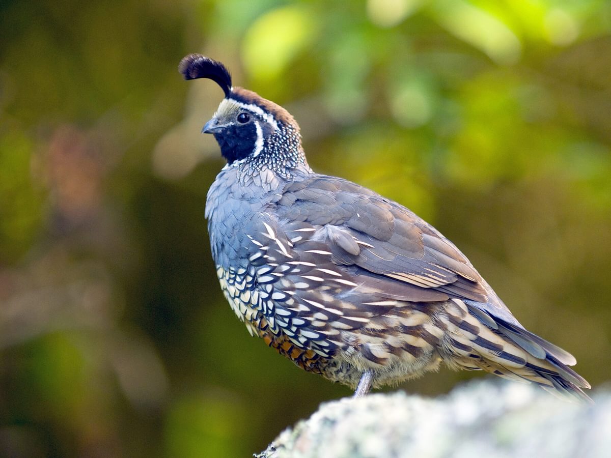 Quail Bird Facts Coturnix Coturnix Birdfact quail-bird-facts-coturnix-coturnix-birdfact