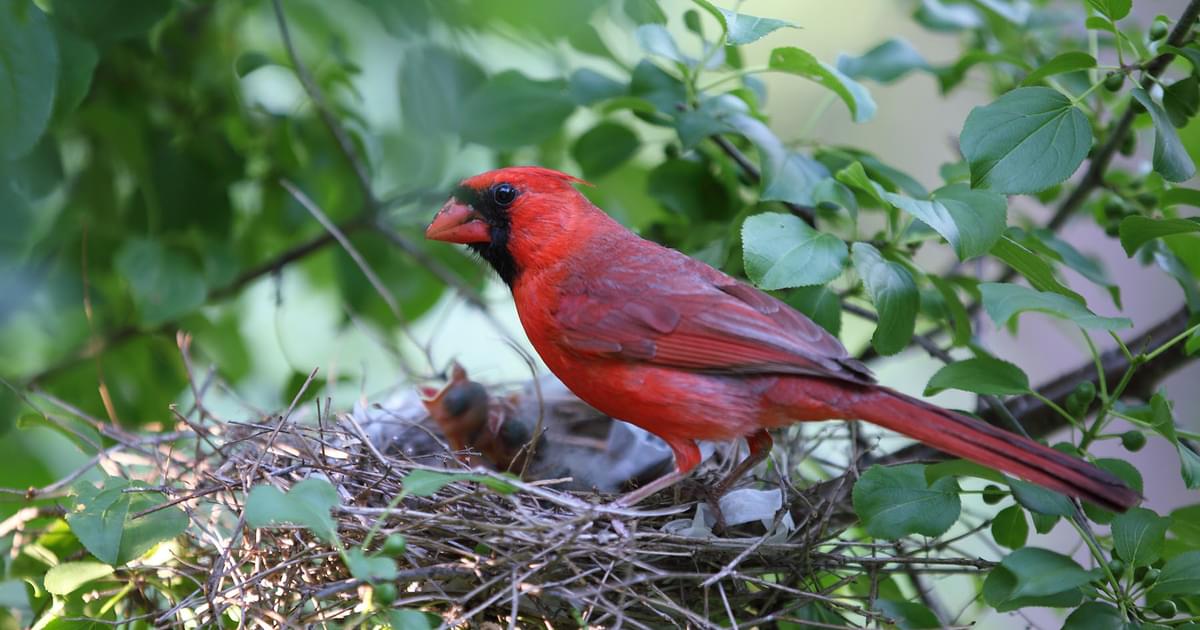 Cardinal Nesting Behavior Eggs Location Faqs Birdfact