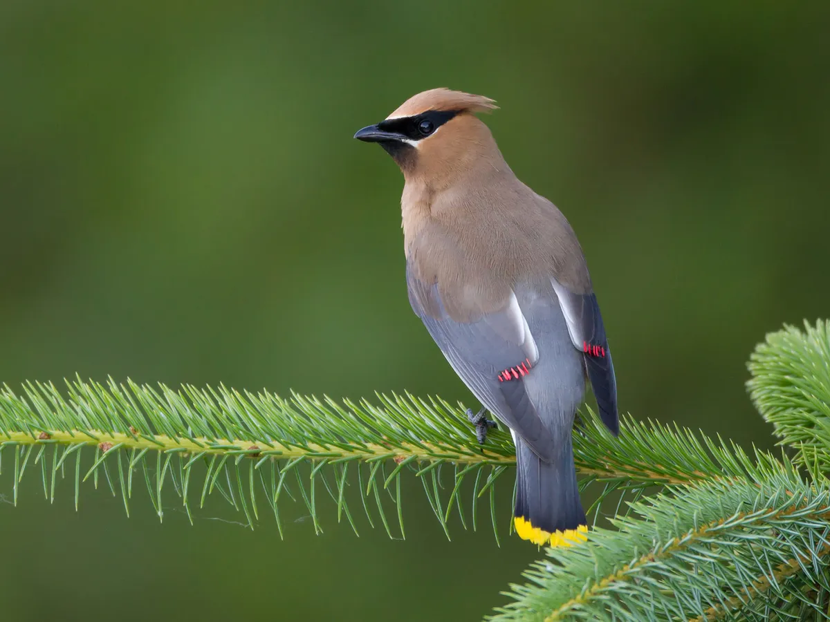 Cedar Waxwing Migration A Complete Guide Birdfact