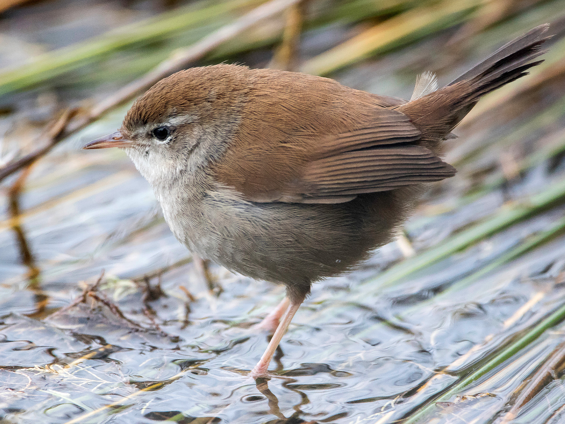 Cetti's Warbler Bird Facts (Cettia cetti) | Birdfact