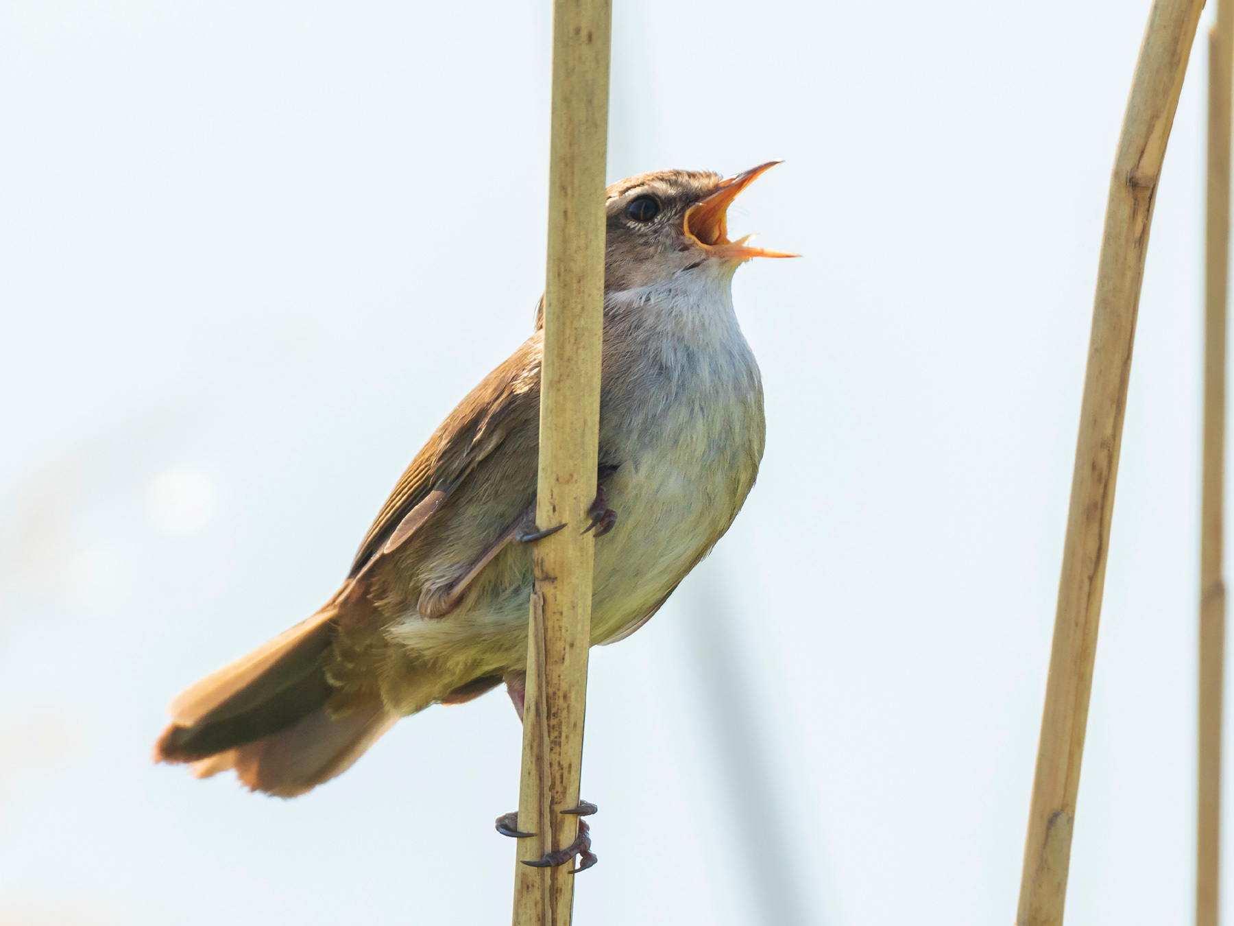 Cetti's Warbler Bird Facts (Cettia cetti) | Birdfact