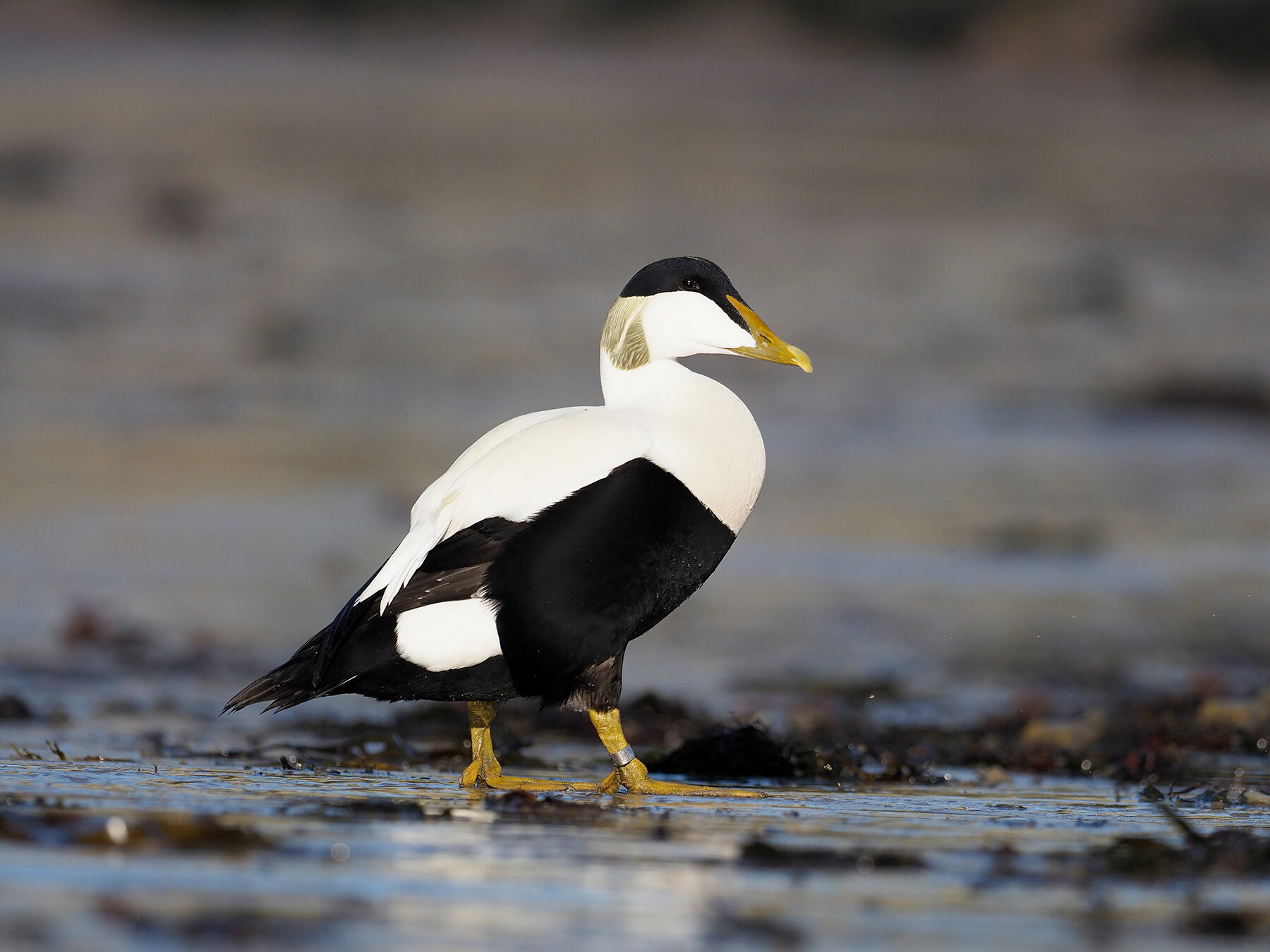 How Long Do Ducks Live? | Birdfact