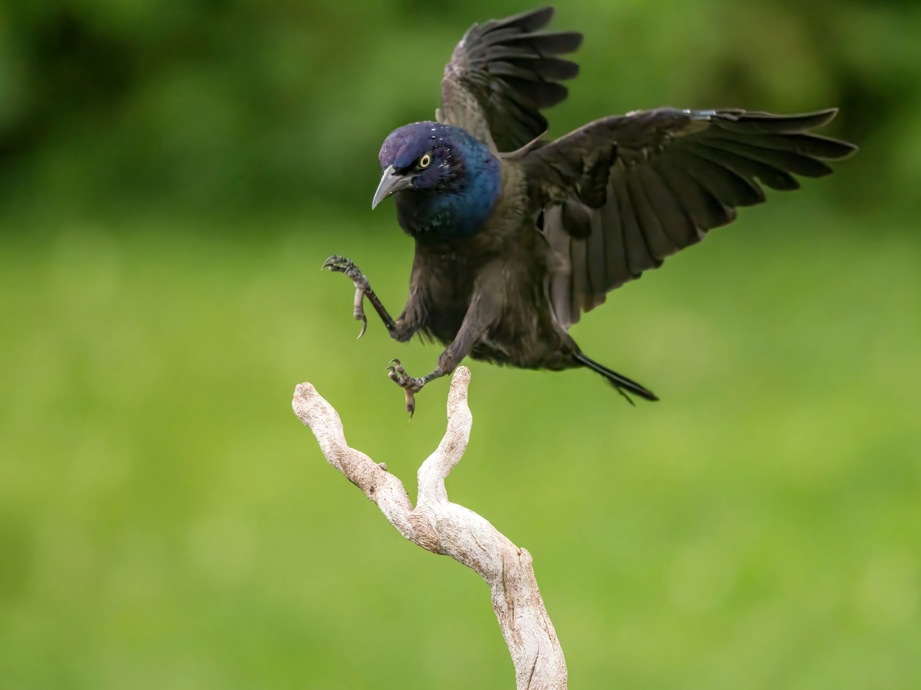 Common Grackle Bird Facts (Quiscalus quiscula) | Birdfact