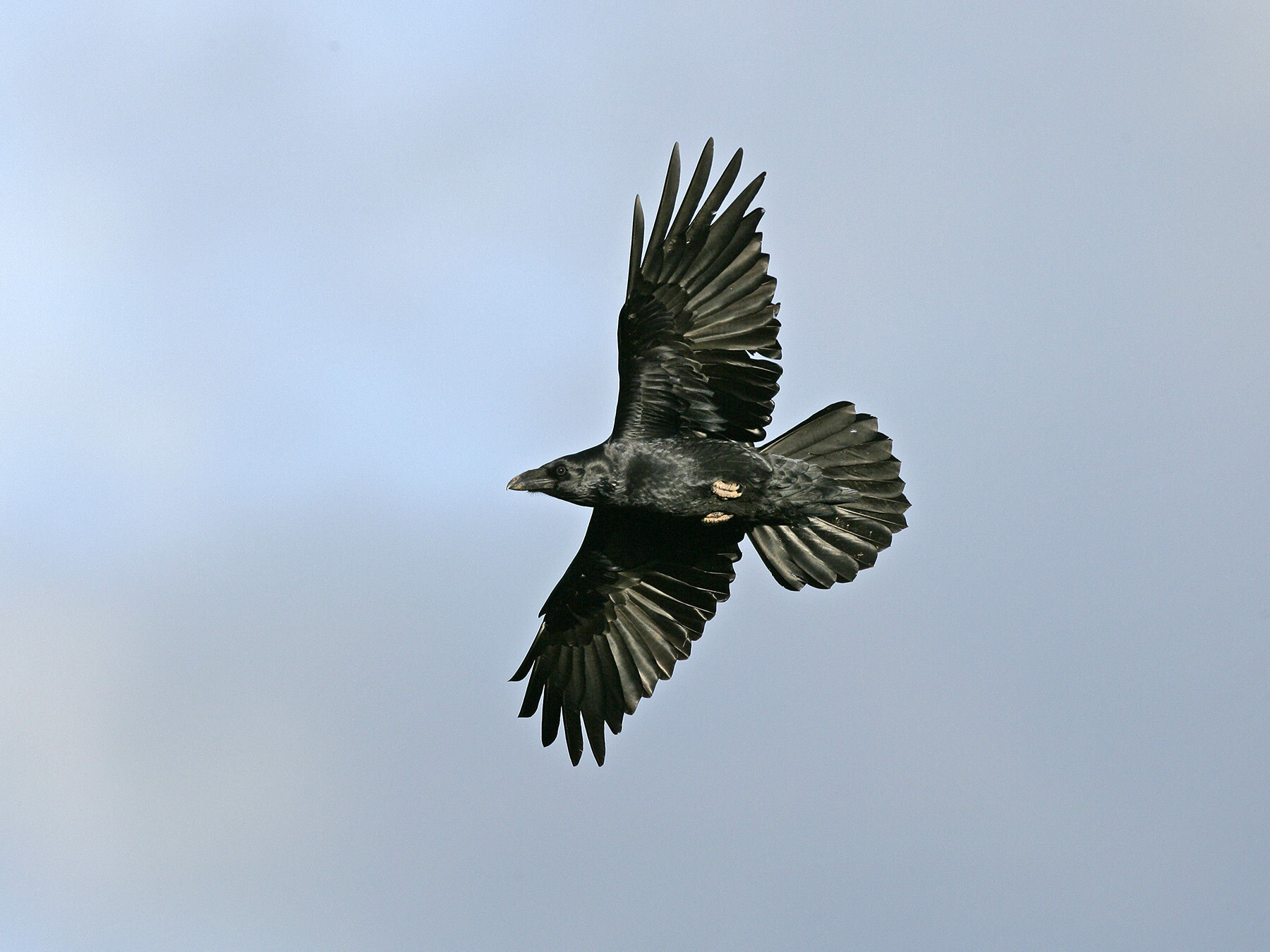 Common Raven Bird Facts (Corvus corax) | Birdfact