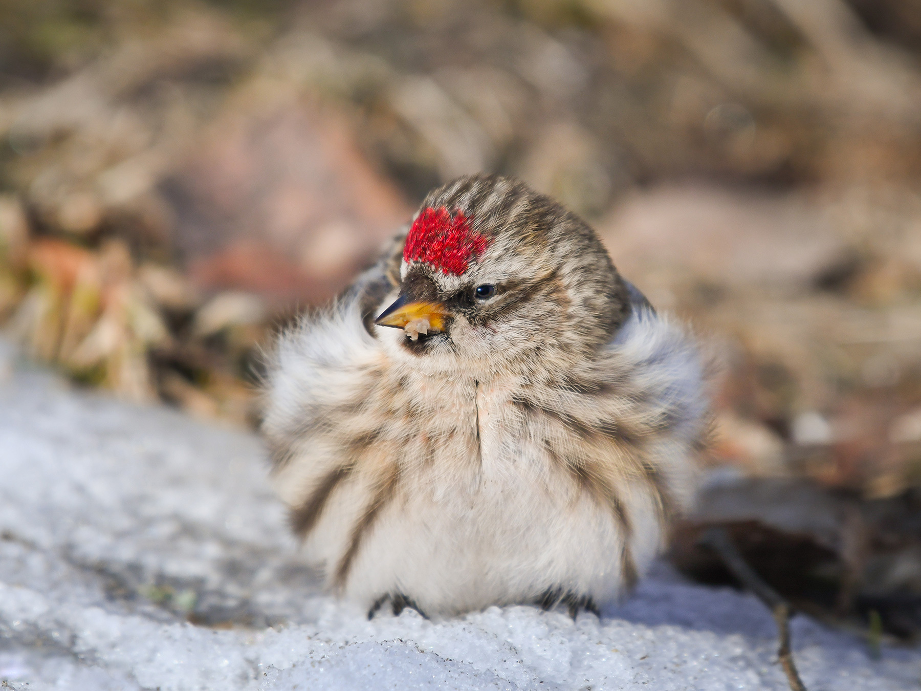 Common Redpoll Bird Facts (Acanthis flammea) | Birdfact