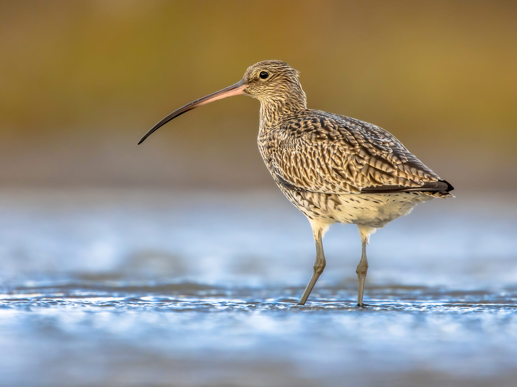 Curlew Bird Facts (Numenius arquata) | Birdfact