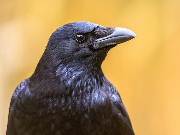 Crow Symbolism: Exploring Ancient Myths and Modern… | Birdfact Crow Symbolism: Exploring Ancient Myths and Modern… | Birdfact