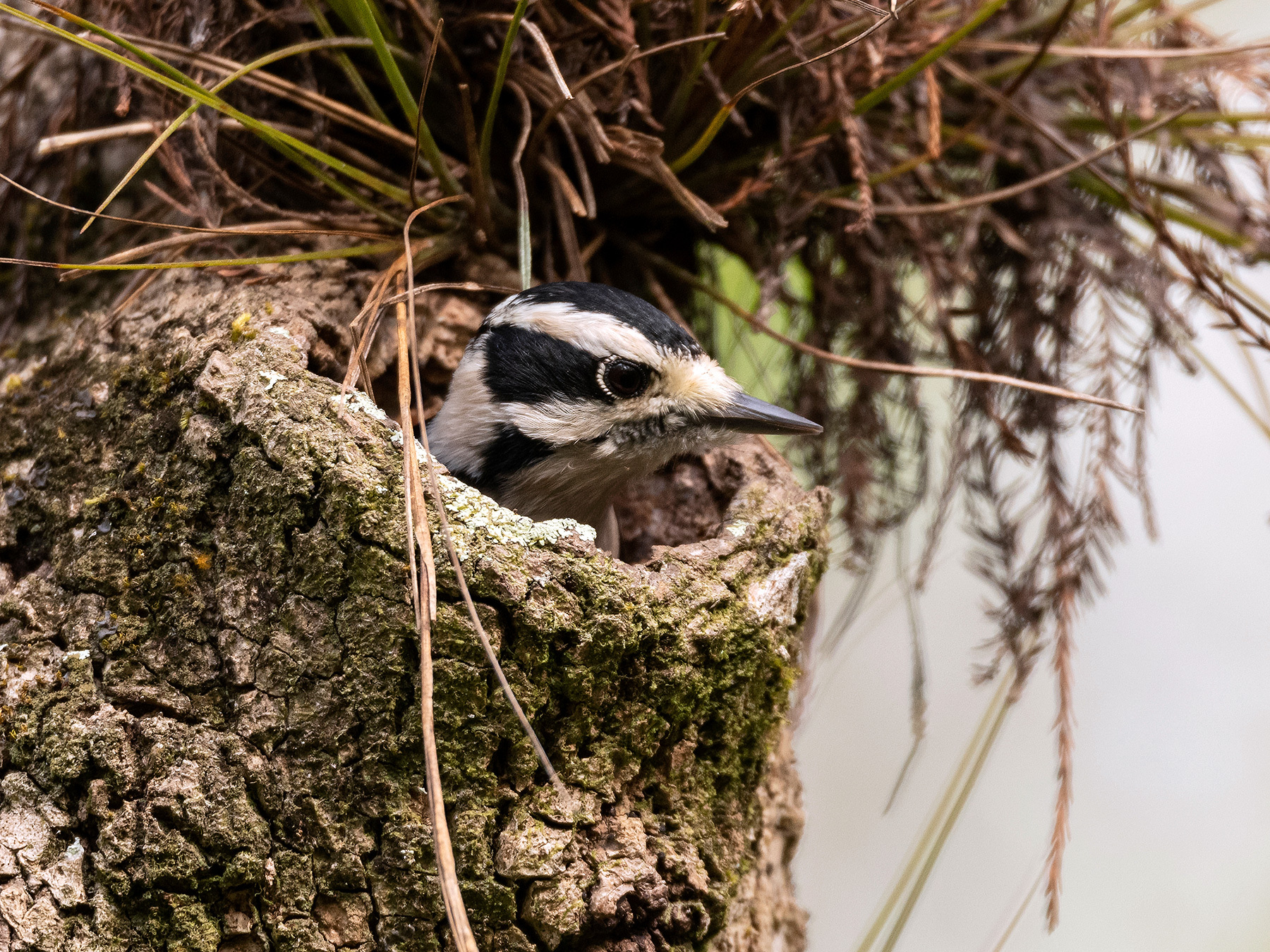 Downy Woodpecker Bird Facts (Dryobates pubescens) | Birdfact