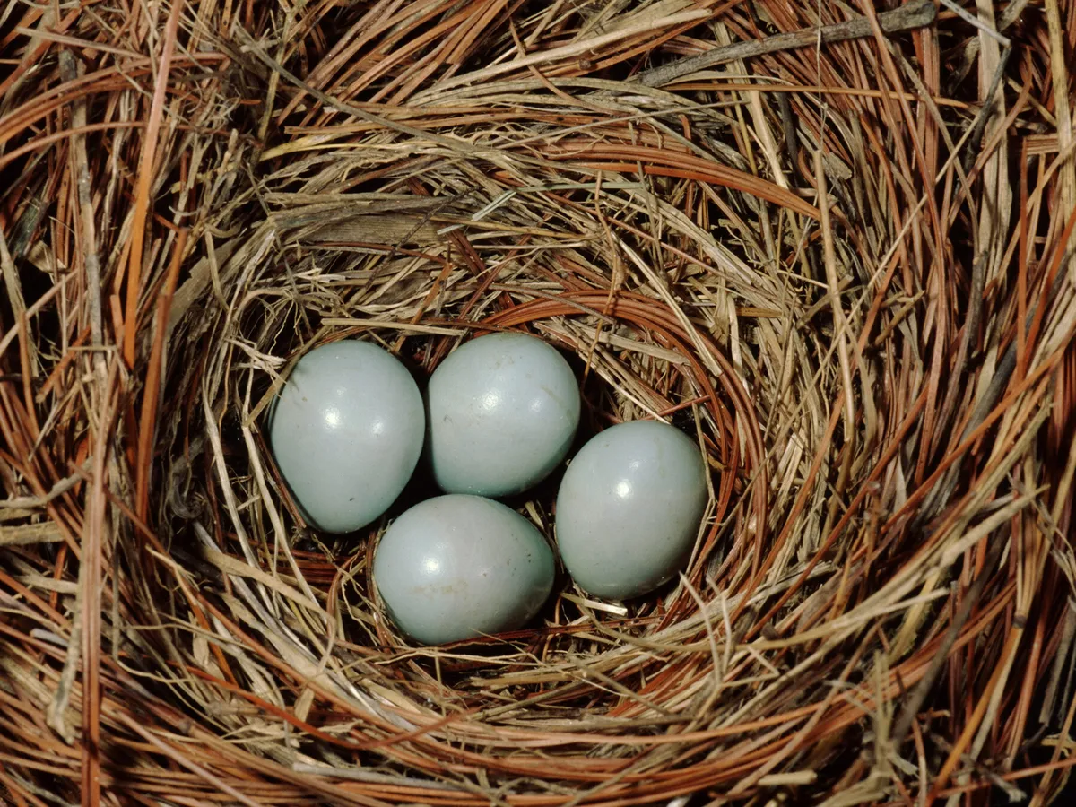 Eastern Bluebird Nesting Behavior Eggs Location Faqs Birdfact