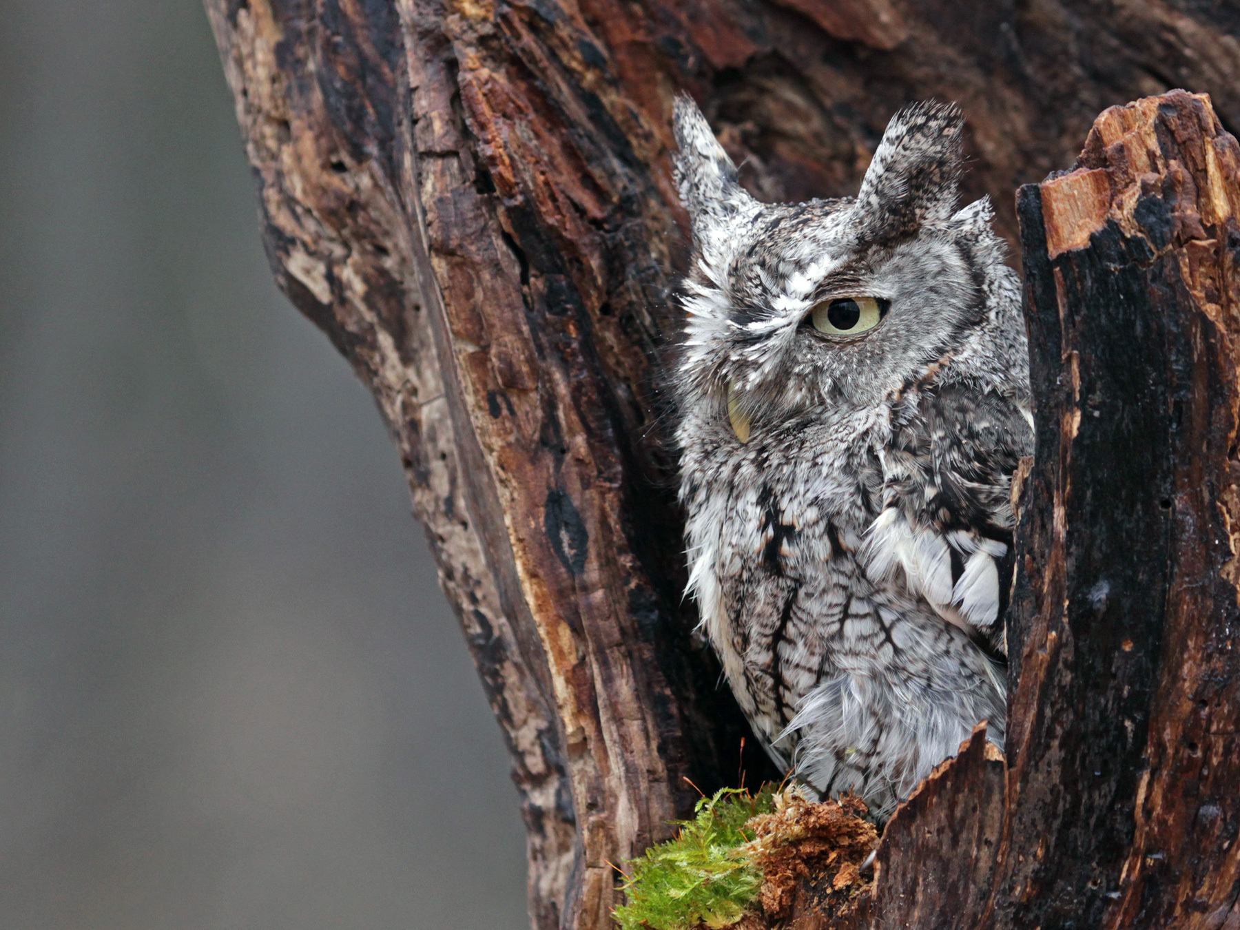 Eastern Screech-Owl Bird Facts (Megascops asio) | Birdfact