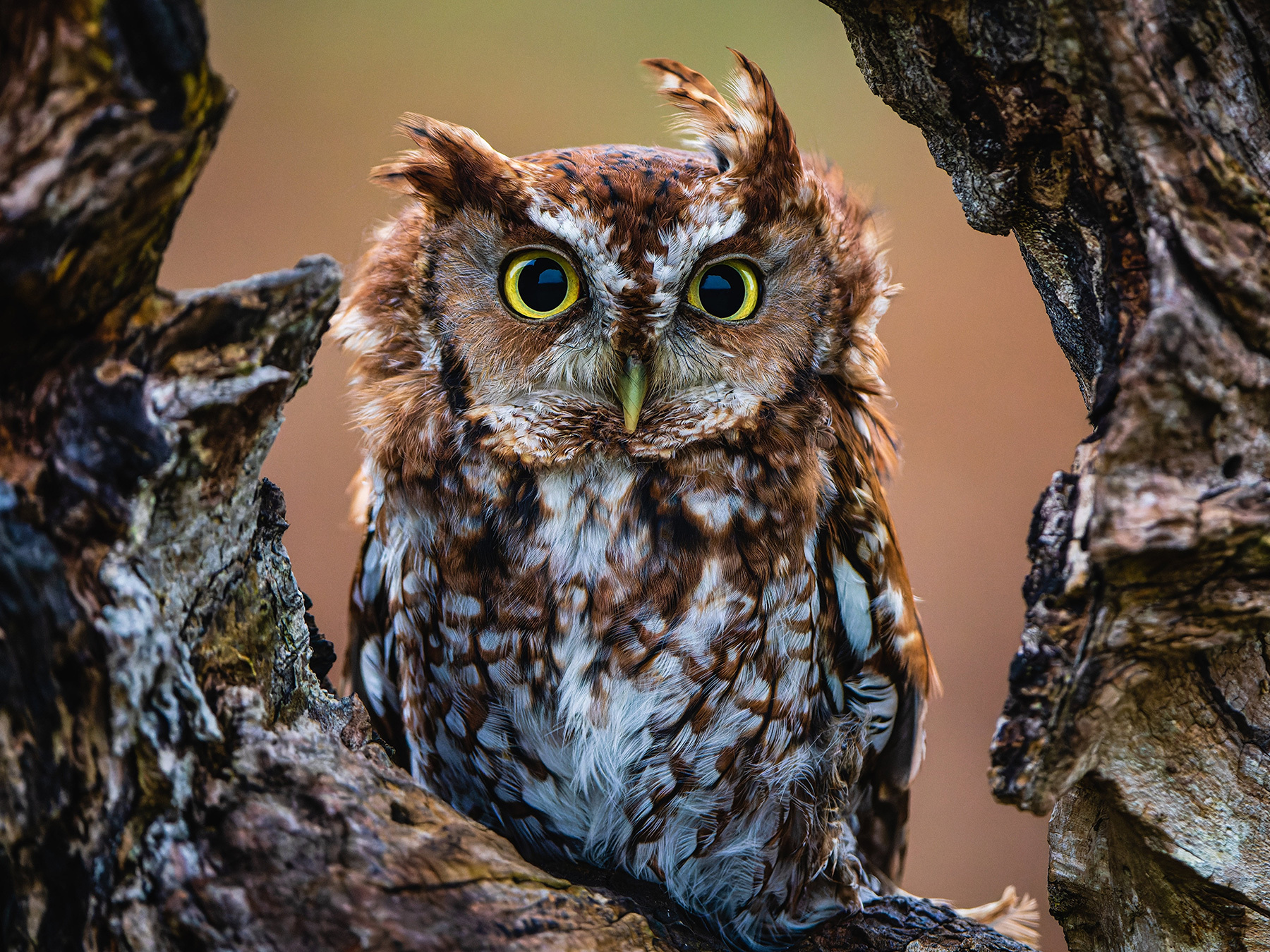 Eastern Screech-Owl Bird Facts (Megascops asio) | Birdfact