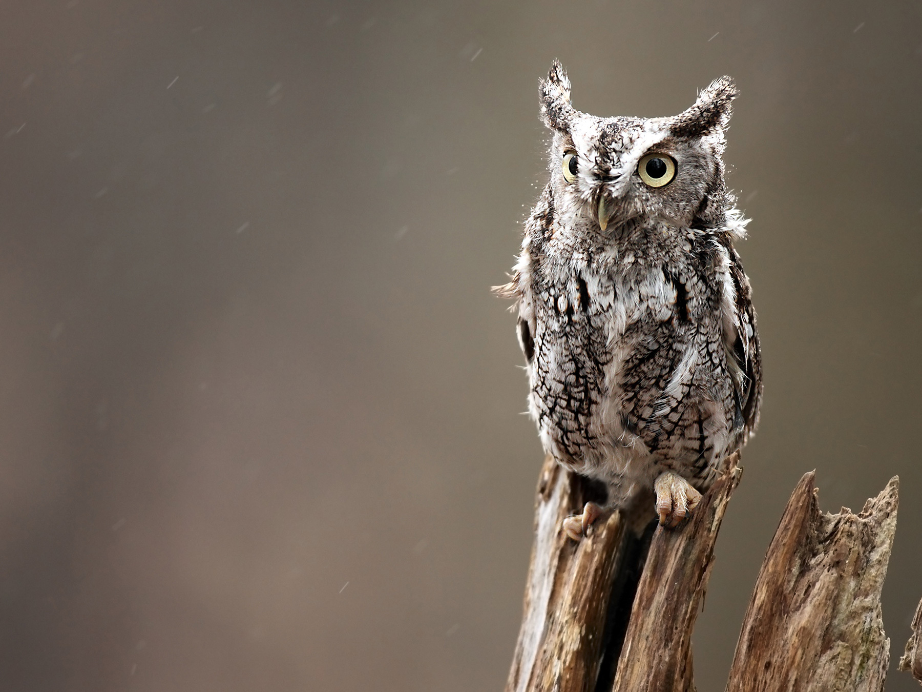 Eastern Screech-Owl Bird Facts (Megascops asio) | Birdfact