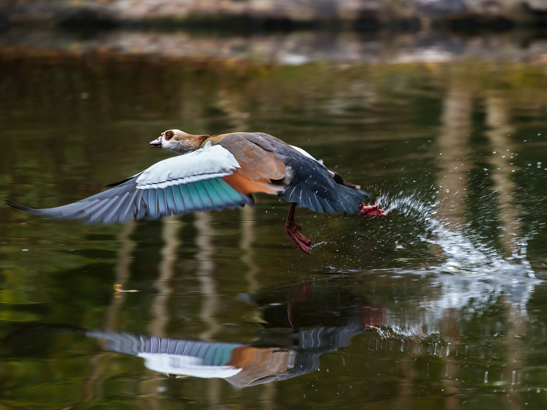 Egyptian Goose Bird Facts (Alopochen aegyptiaca) | Birdfact