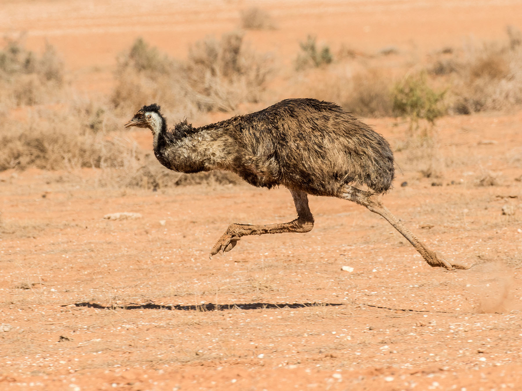 Emu Bird Facts (Dromaius novaehollandiae) | Birdfact
