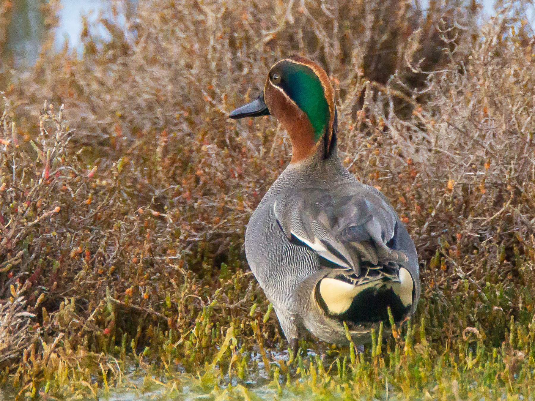 Eurasian Teal Bird Facts (Anas crecca) | Birdfact