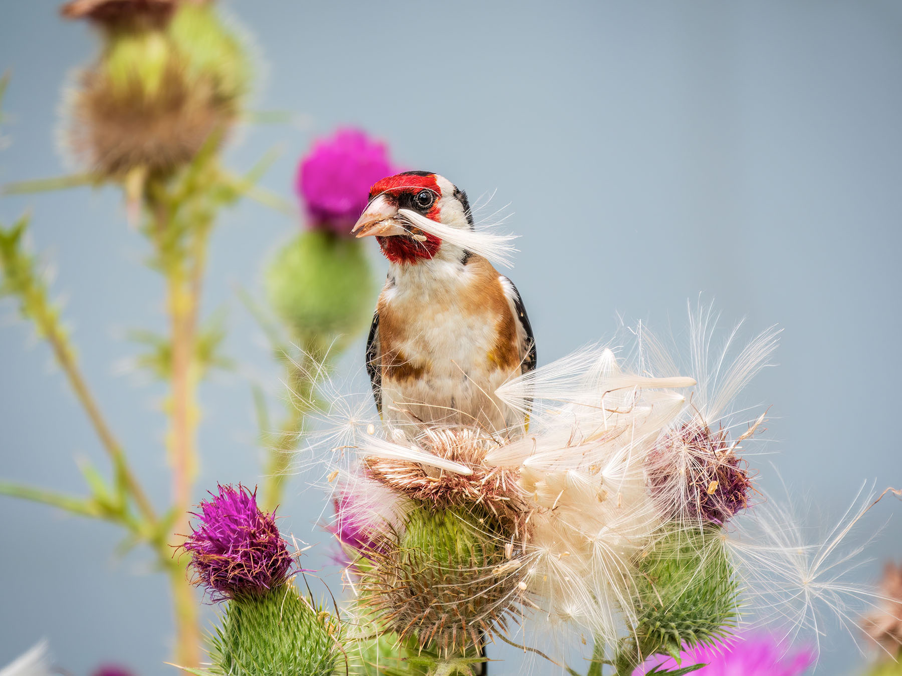 European Goldfinch Bird Facts (Carduelis carduelis) | Birdfact