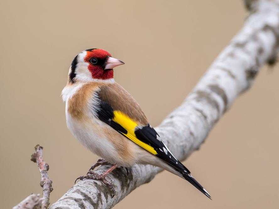 Do Goldfinches Migrate European Goldfinches Birdfact