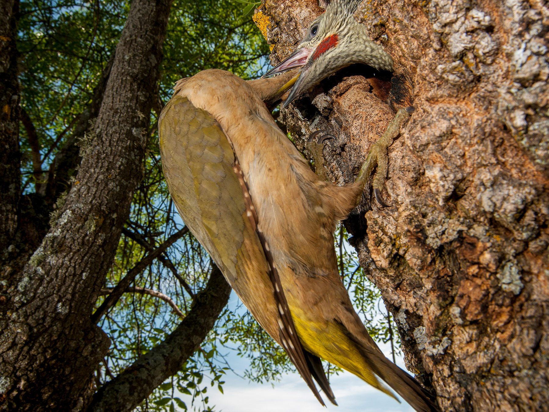 European Green Woodpecker Bird Facts (Picus viridis) | Birdfact