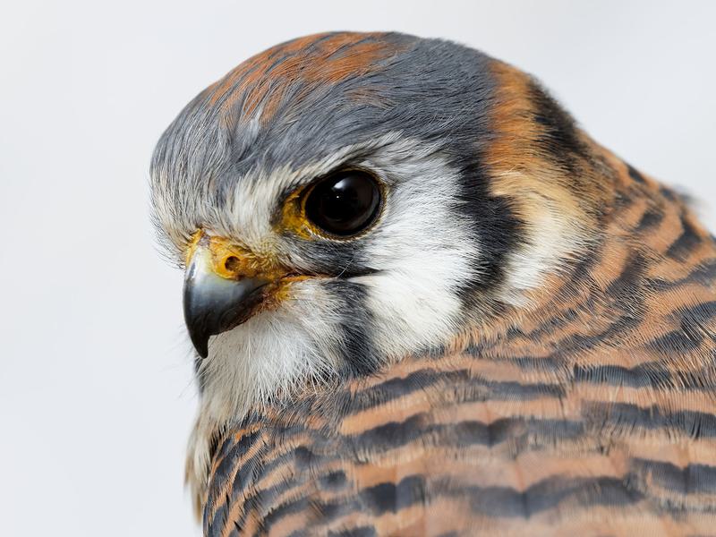 Female American Kestrels (Male vs Female Identification) | Birdfact Female American Kestrels (Male vs Female Identification) | Birdfact