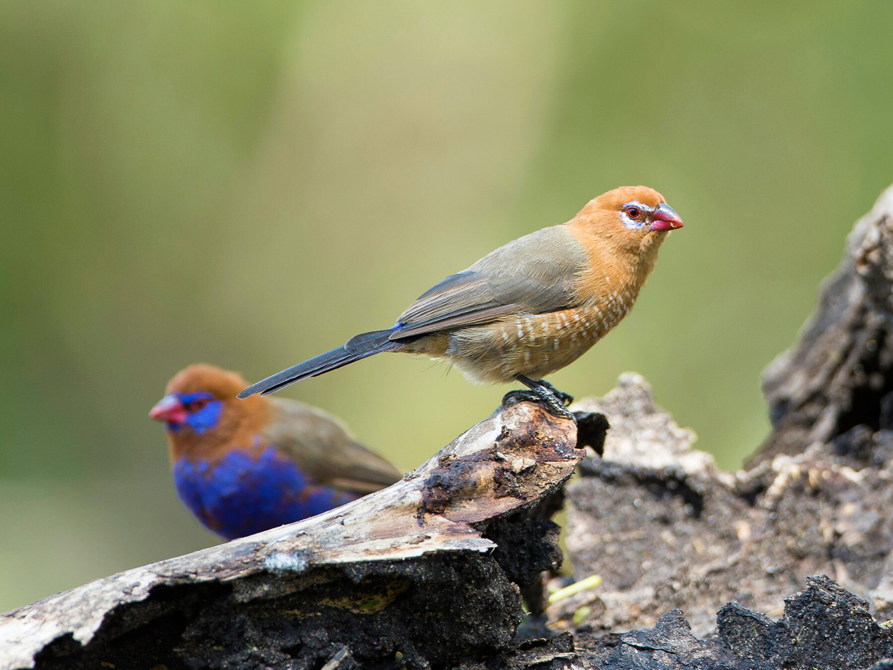 Purple Grenadier Bird Facts (Granatina ianthinogaster /… | Birdfact