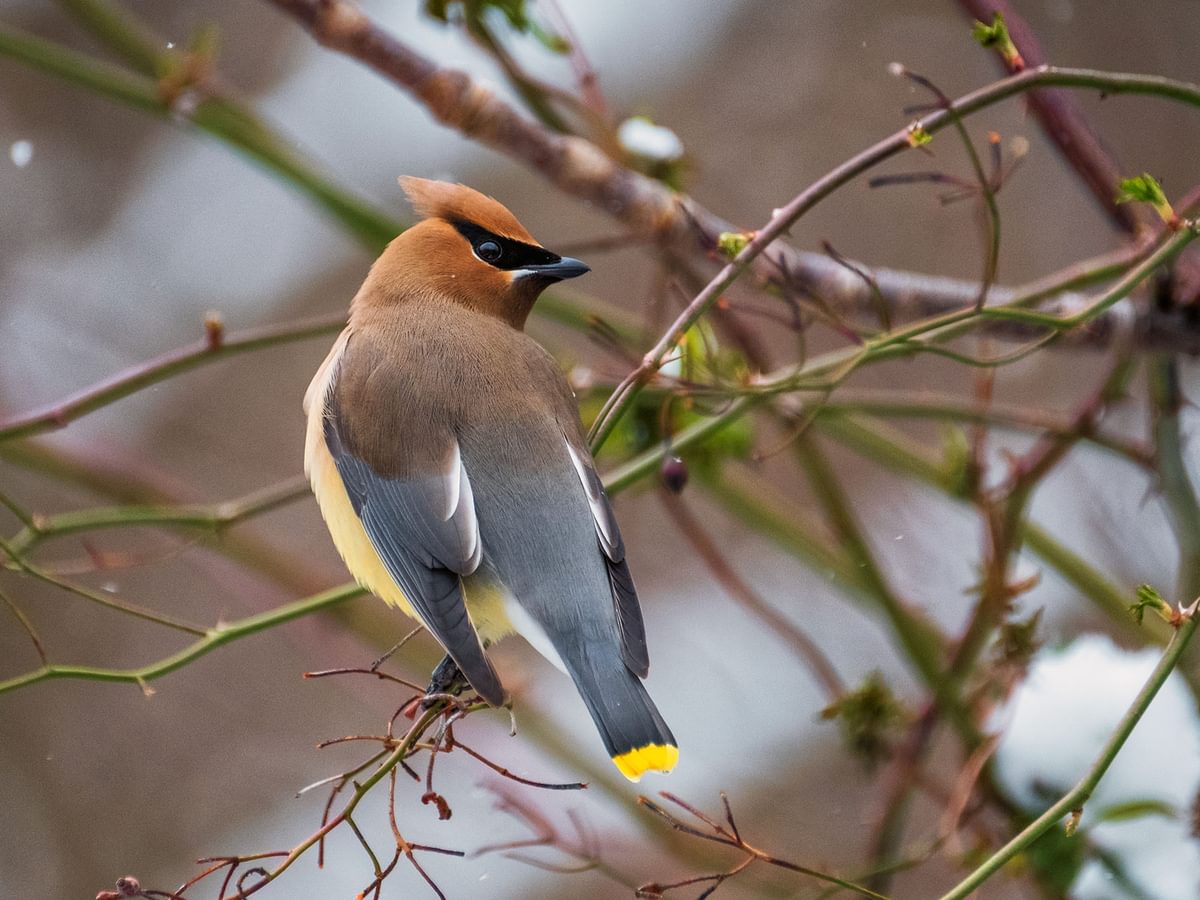Cedar Waxwing Migration A Complete Guide Birdfact
