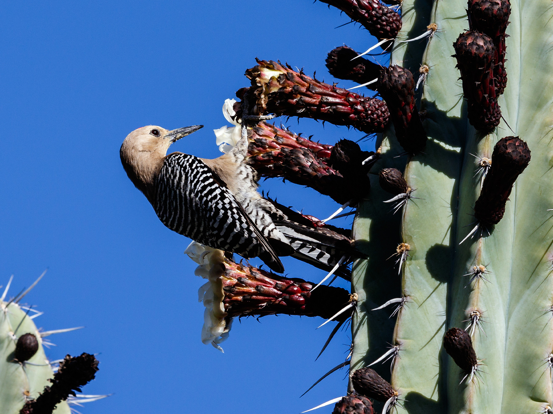 Gila Woodpecker Bird Facts (Melanerpes uropygialis) | Birdfact