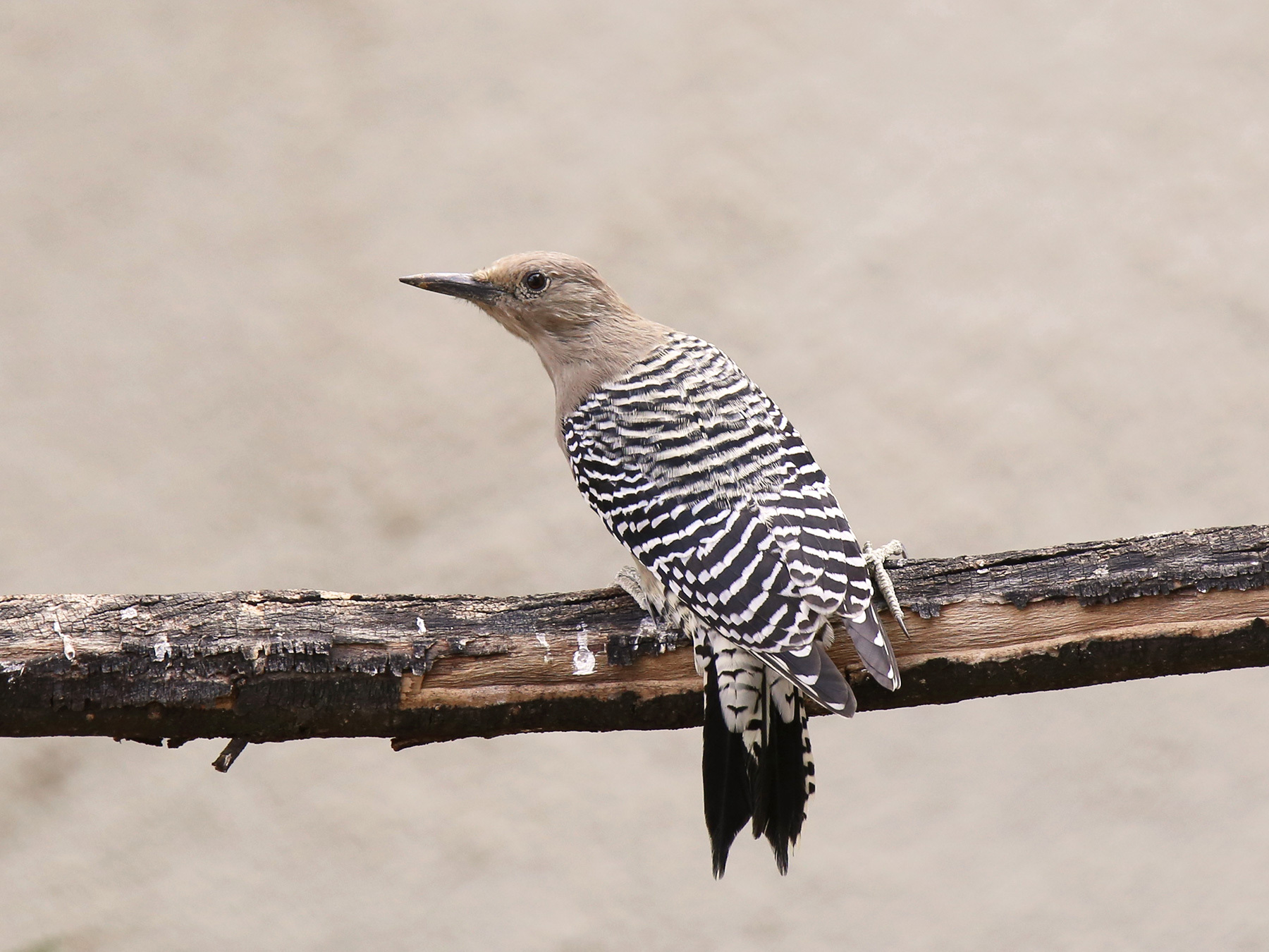 Gila Woodpecker Bird Facts (Melanerpes uropygialis) | Birdfact