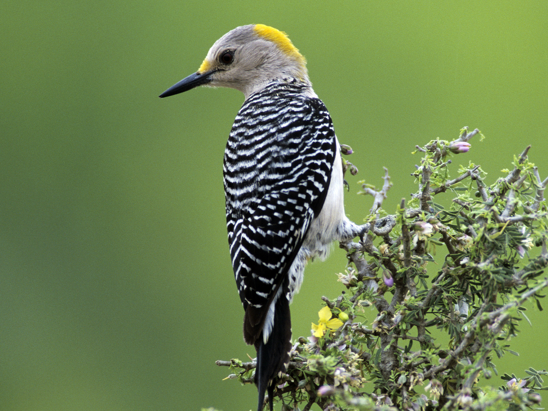 Golden Fronted Woodpecker Bird Facts Melanerpes Aurifrons Birdfact