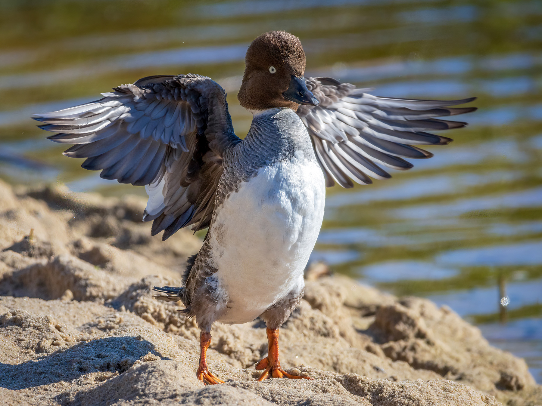Common Goldeneye Wing Common Goldeneye Species Info & Hunting Ramsey