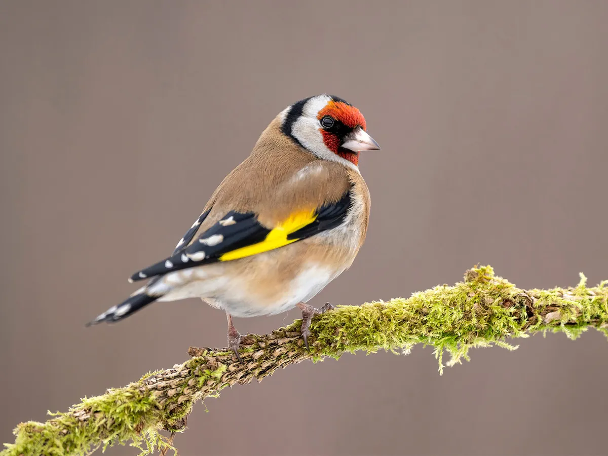 Female European Goldfinches A Complete Guide Birdfact