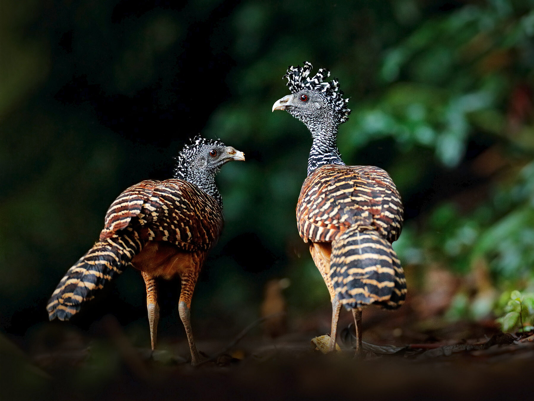 Great Curassow Bird Facts (Crax rubra) | Birdfact