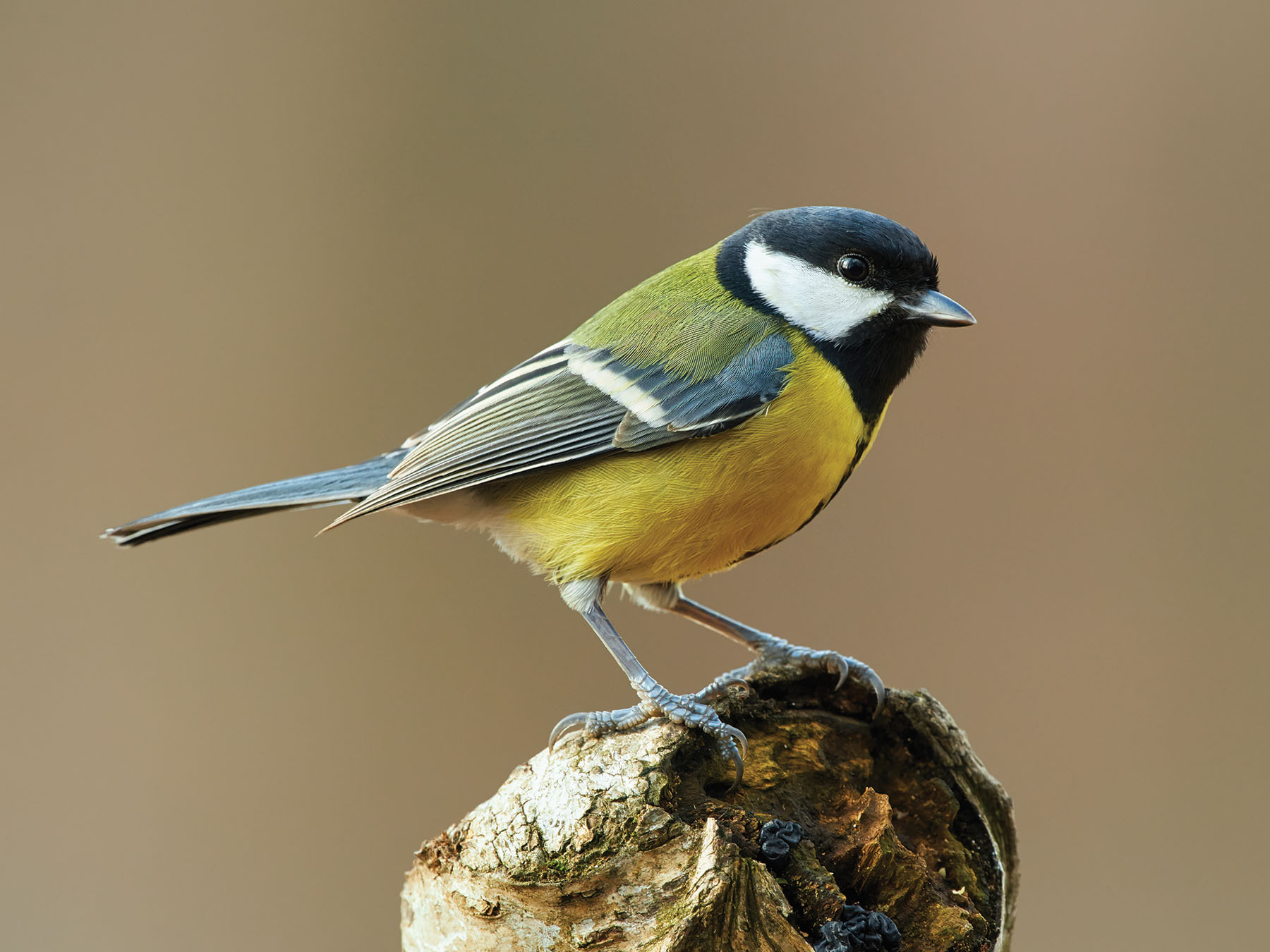 Great Tit Bird Facts (Parus major) | Birdfact
