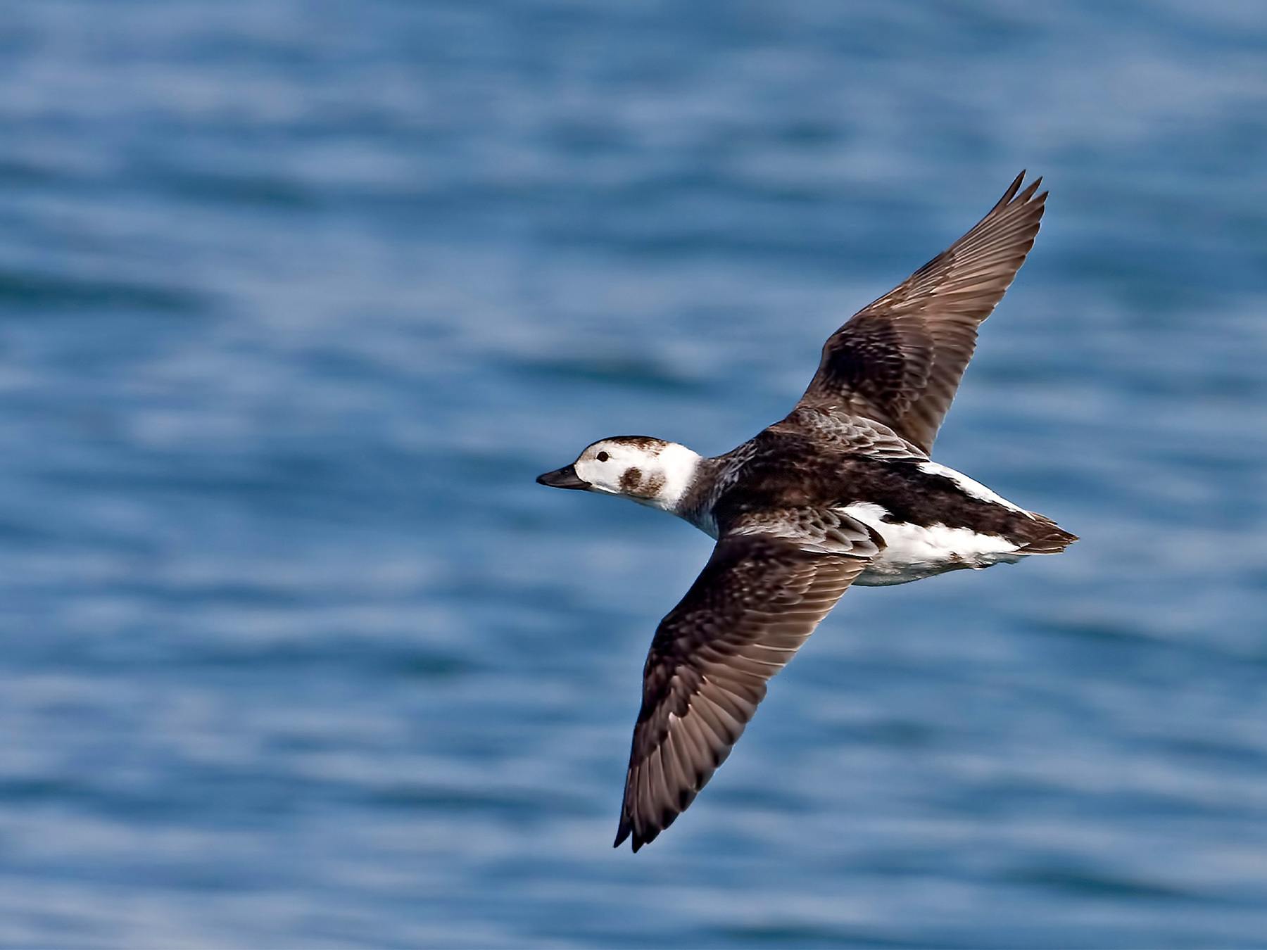 Long Tailed Duck West Coast Today Heritage A Scarce Visitor To