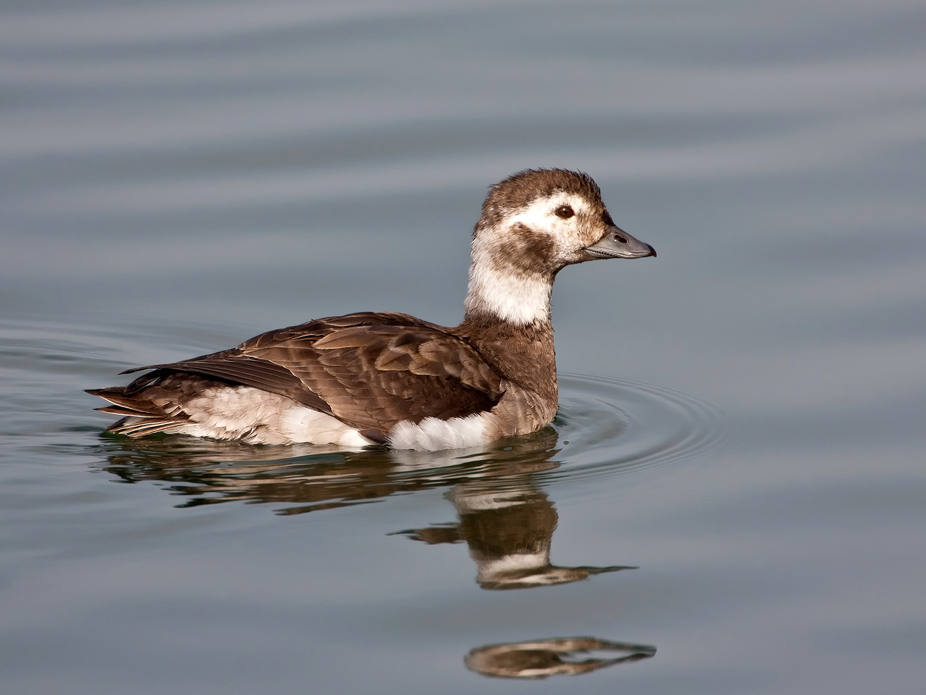 Long-Tailed Duck Bird Facts (Clangula hyemalis) | Birdfact