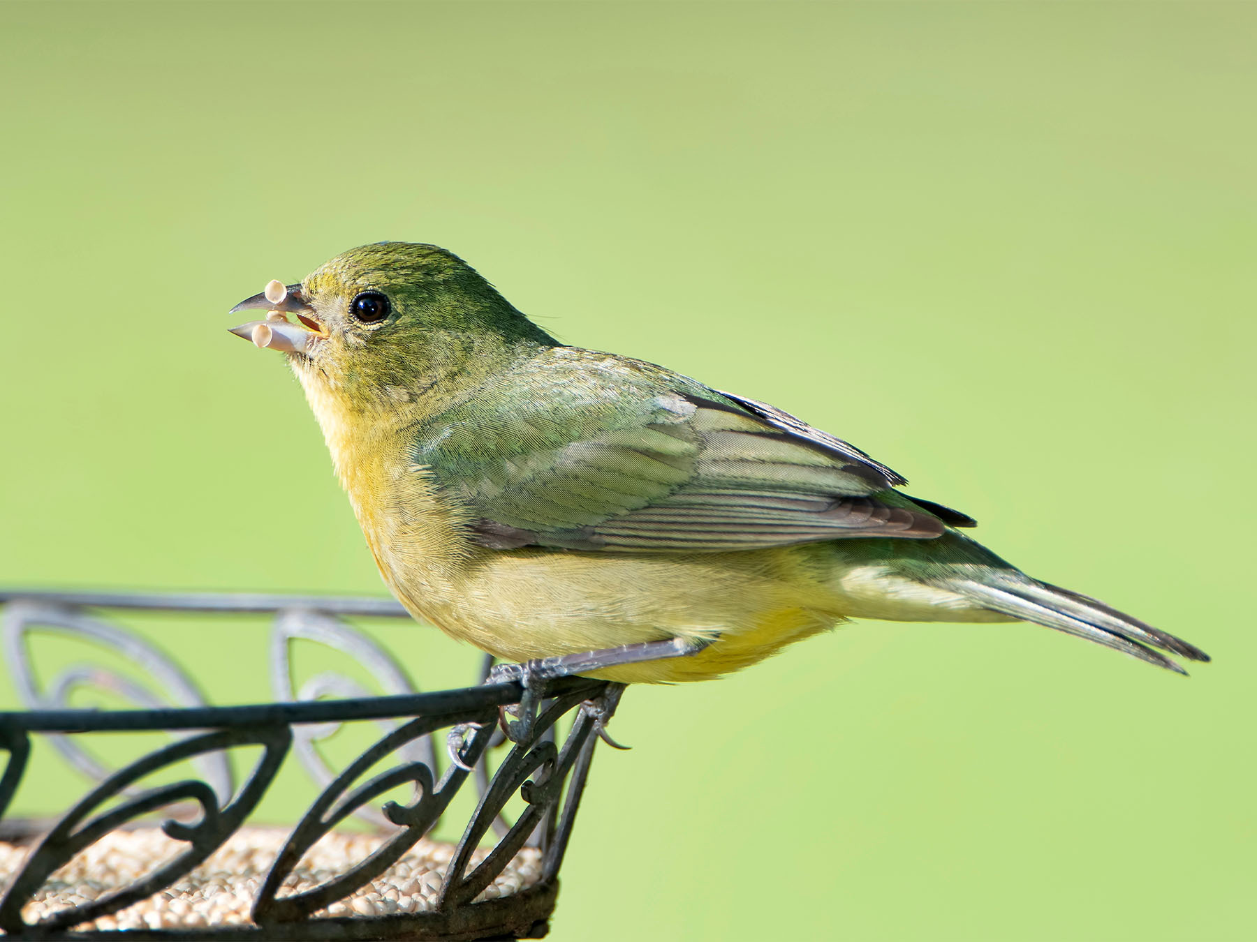 Painted Bunting Bird Facts (Passerina ciris) | Birdfact