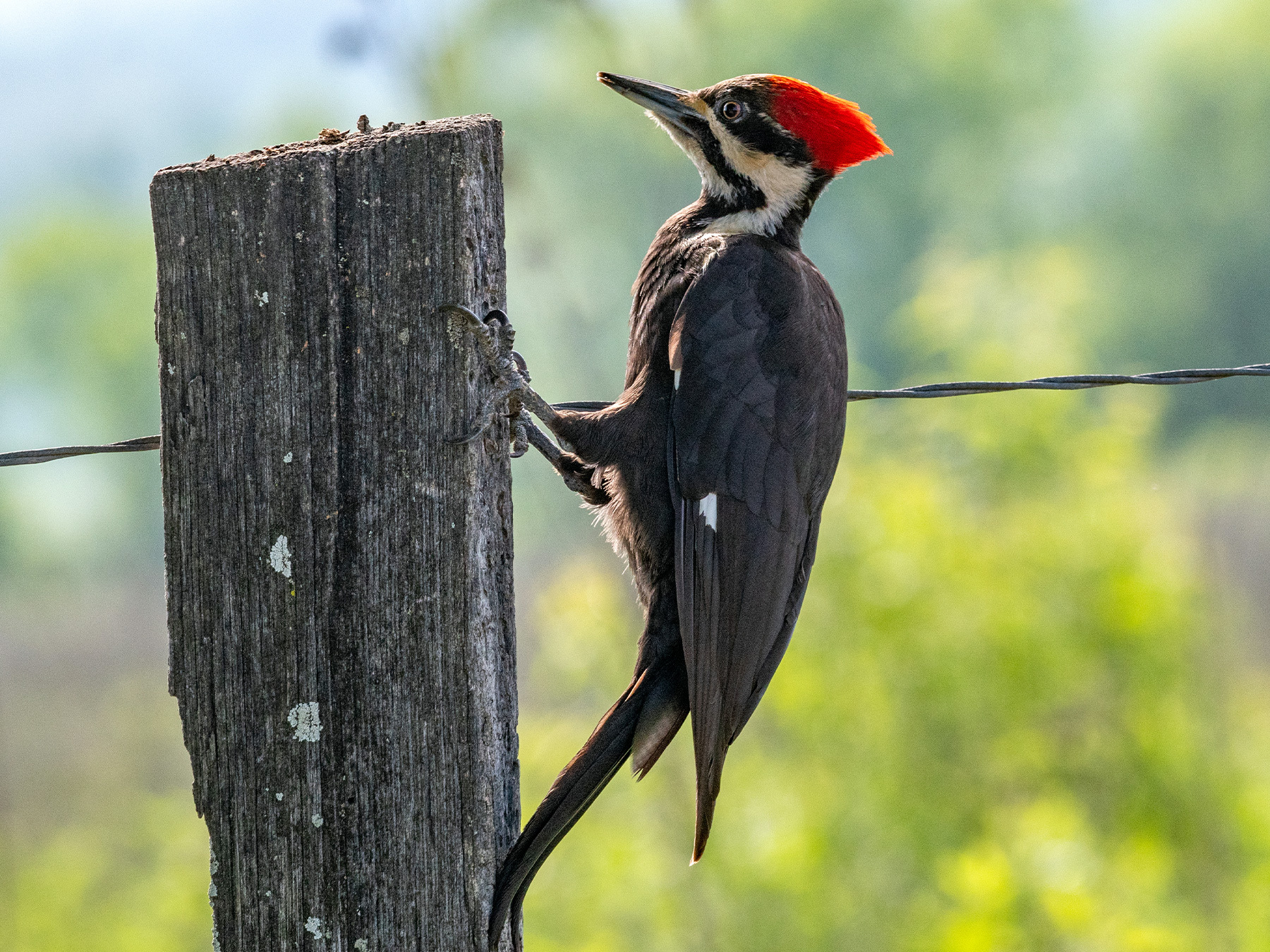 Pileated Woodpecker Bird Facts (Dryocopus pileatus) | Birdfact