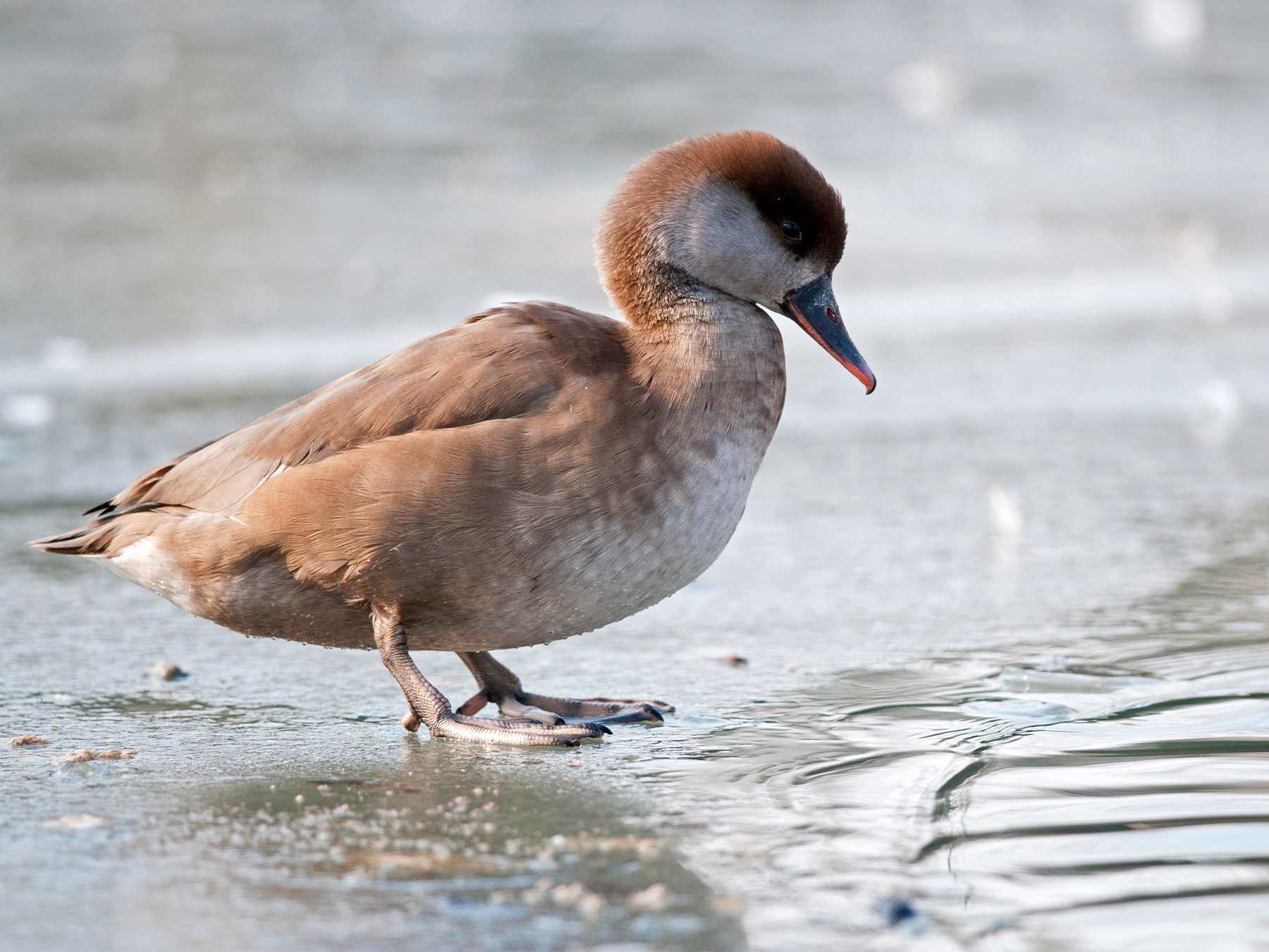 Red-Crested Pochard Bird Facts (Netta rufina) | Birdfact