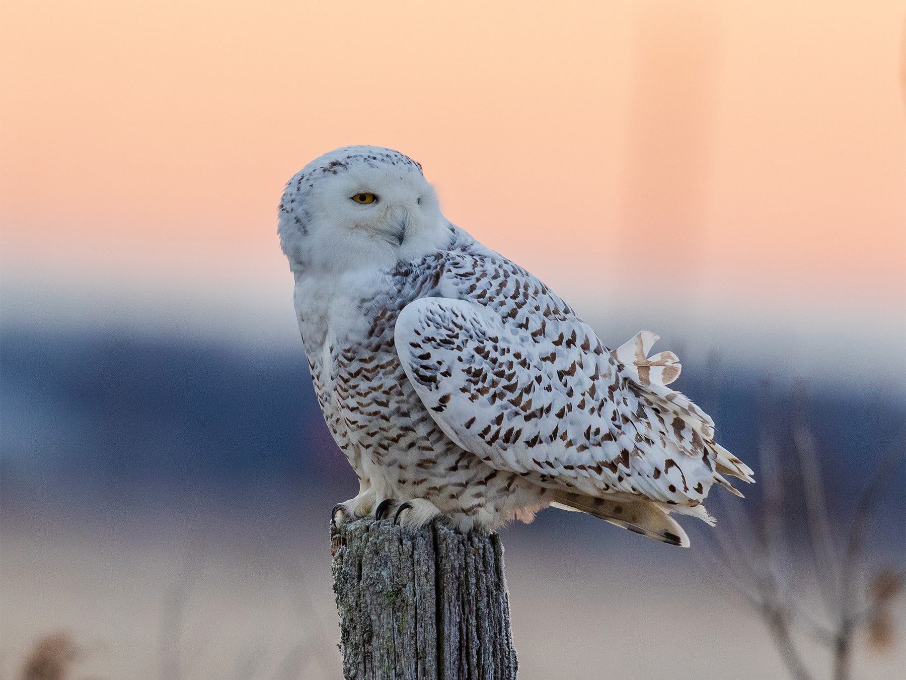 Snowy Owl Bird Facts (Bubo scandiacus) | Birdfact