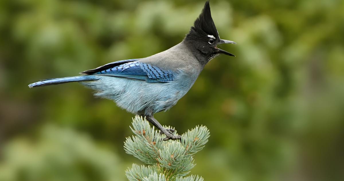 Female Steller's Jays (Male vs Female Identification Guide) | Birdfact Female Steller's Jays (Male vs Female Identification Guide) | Birdfact
