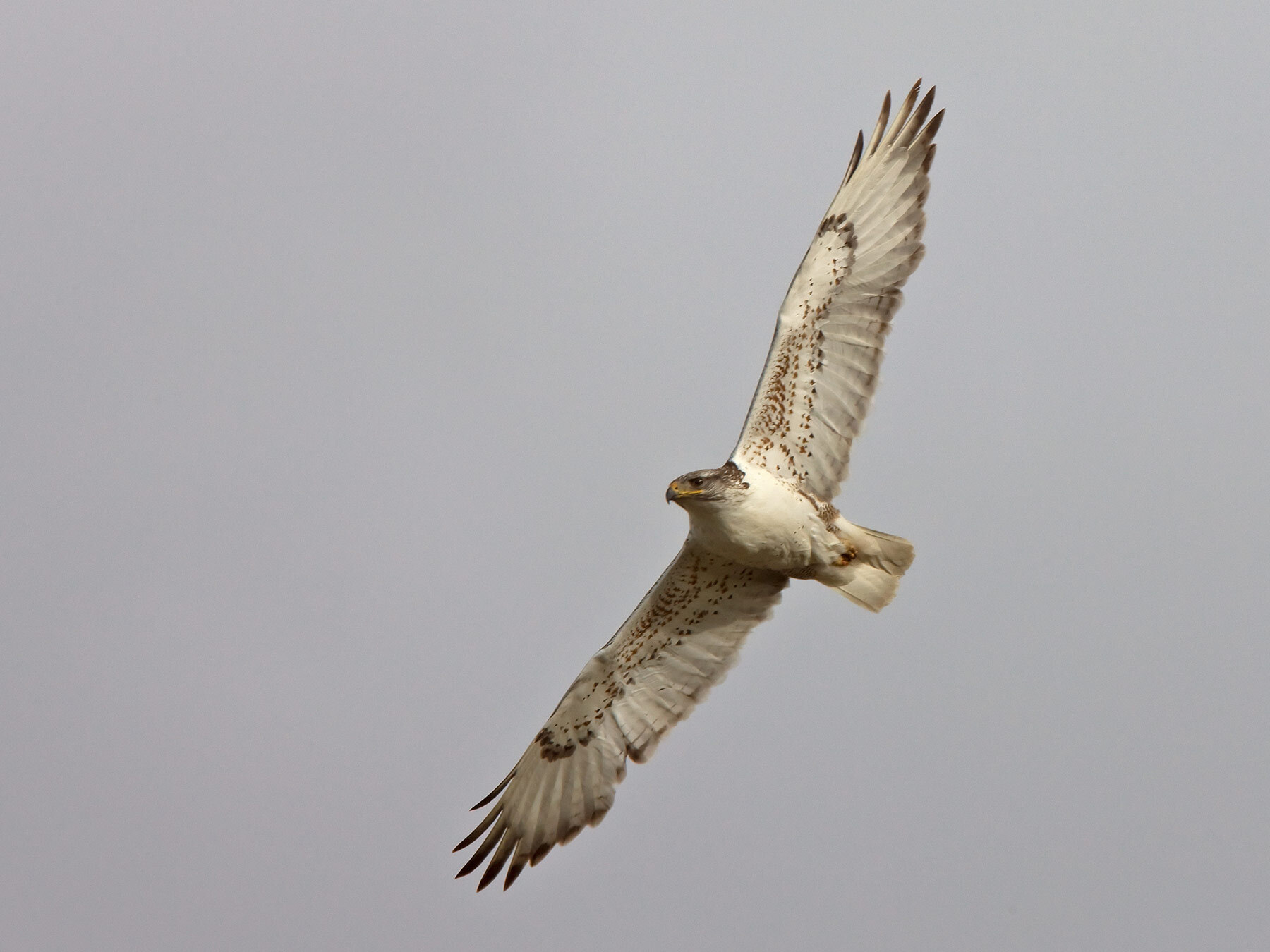 Types Of Hawks In Minnesota (Complete Guide) | Birdfact
