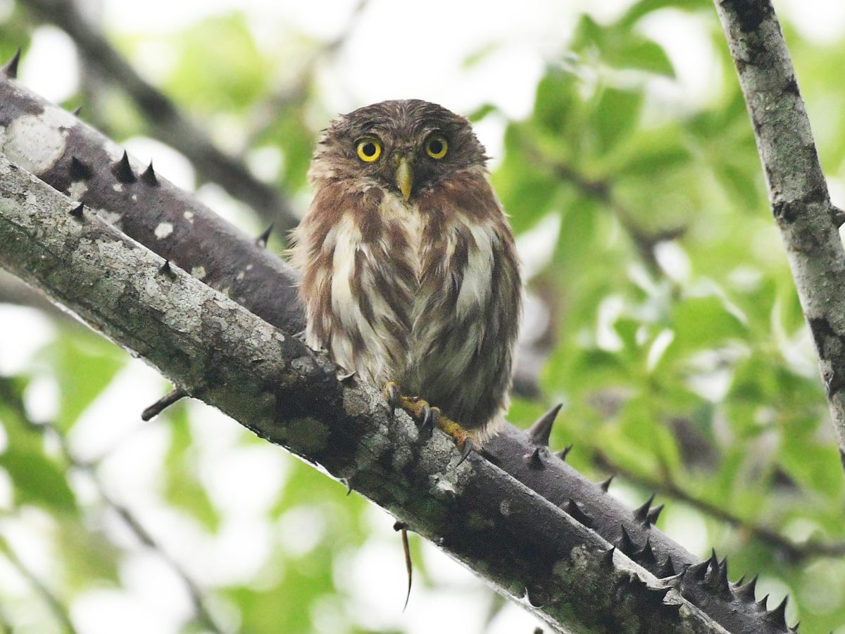 Ferruginous Pygmy-Owl Bird Facts (Glaucidium brasilianum) | Birdfact Ferruginous Pygmy-Owl Bird Facts (Glaucidium brasilianum) | Birdfact